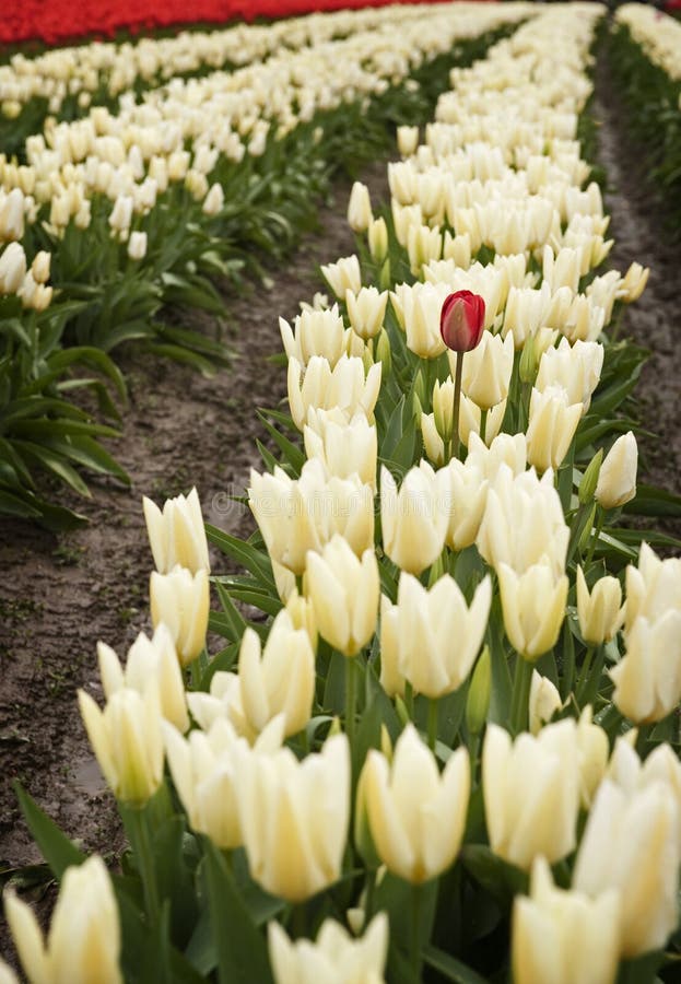 Red Tulip stock image. Image of plant, farmland, season - 31136519