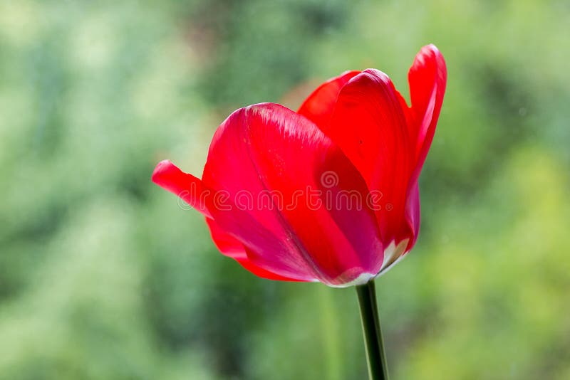 Red tulip stock photo. Image of tulip, leaf, tulips, elegant - 69703214