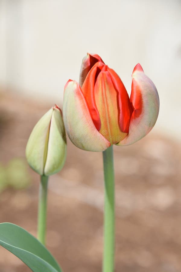 Red Tulip Petals Emerging and Blooming in the Spring Stock Photo ...
