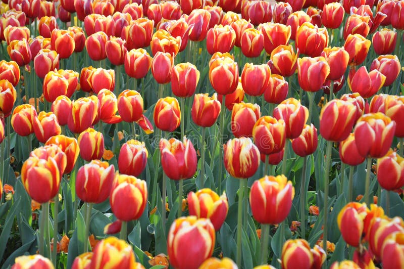 Red TULIP stock image. Image of love, color, tulipn - 165197283