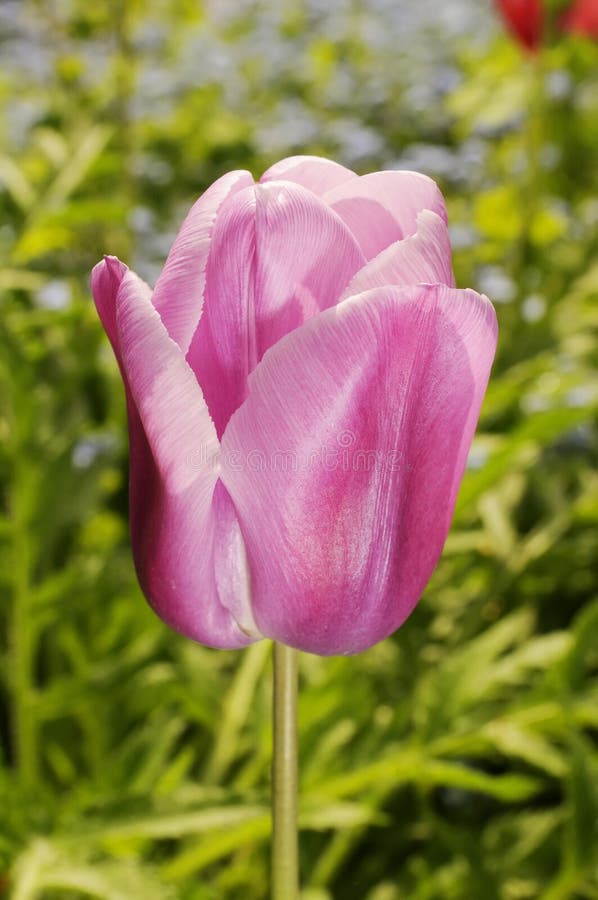 Red tulip stock image. Image of flower, nature, spring - 91735491