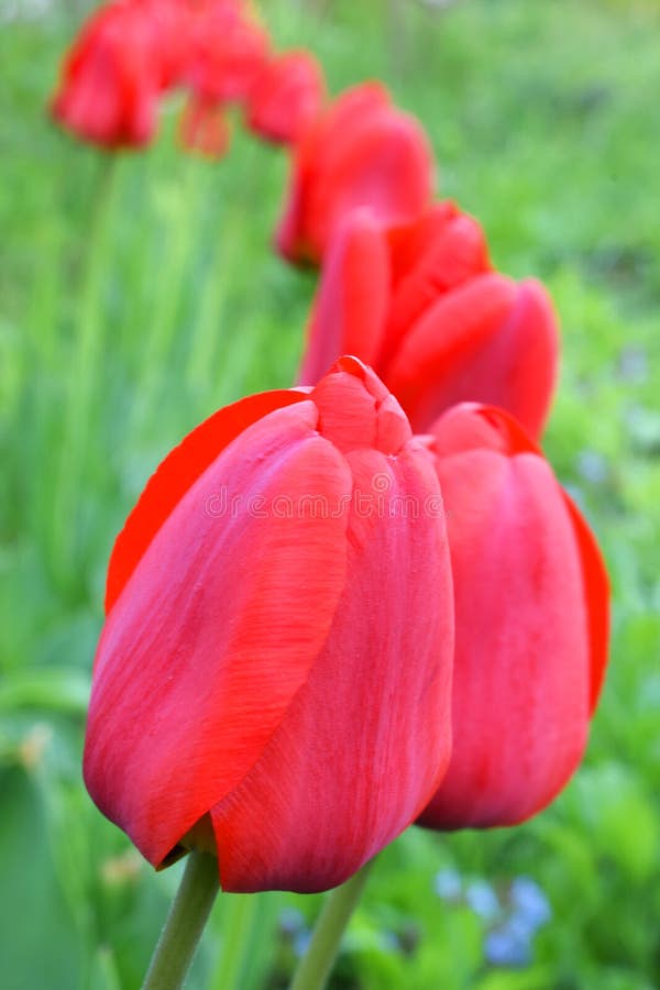 Red tulip stock photo. Image of stripe, beautiful, tulip - 146039710