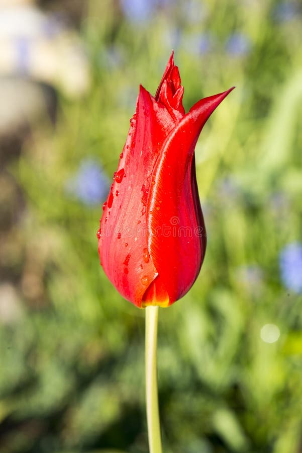 Single Red Tulip in Lushly Flowering Blue Hyacinth Field Stock Photo ...