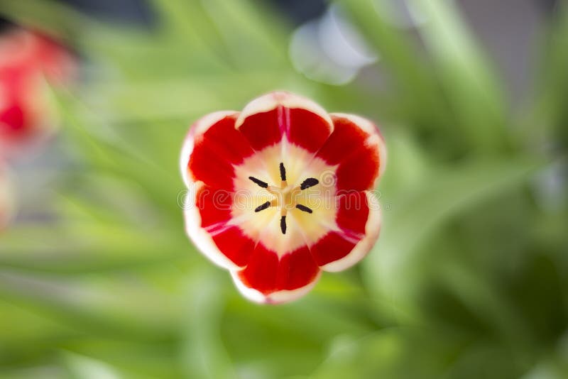 Red tulip stock image. Image of rood, bokeh, tulp, tulip - 43933945