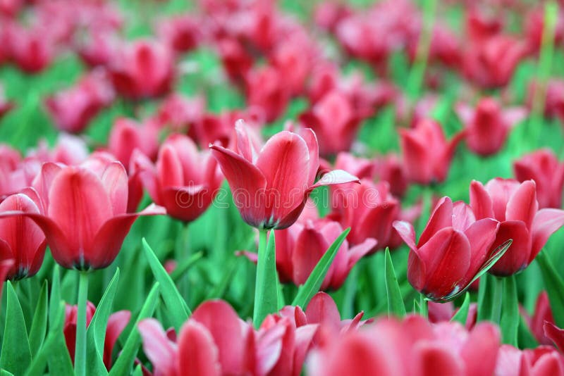 Red tulip at spring stock image. Image of earth, spring - 12759201