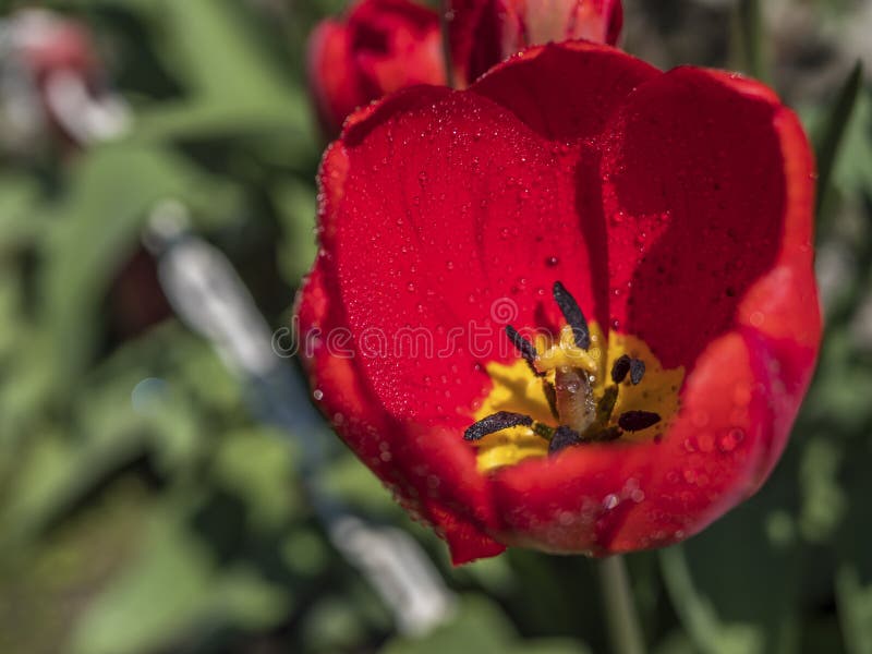 Red tulip in the spring stock photo. Image of petal - 194413170