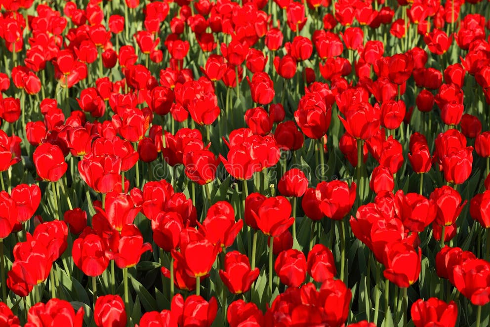 Red tulip at spring stock image. Image of earth, purpuric - 5252645