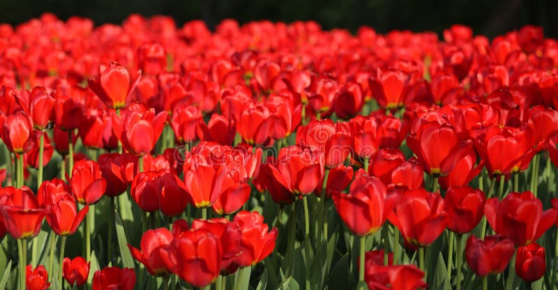 Red tulip stock image. Image of botanical, garden, crimson - 417839