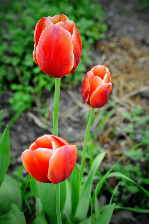 Red Tulip on Spring Background Stock Image - Image of beautiful, floral ...