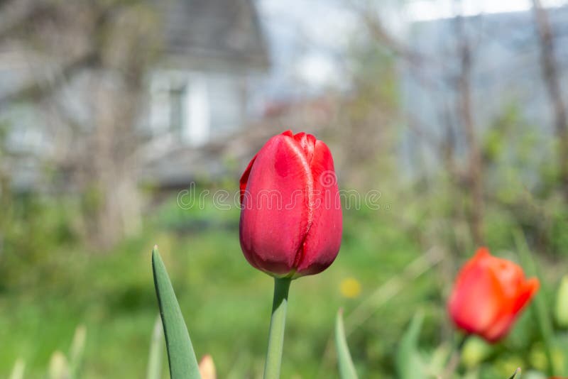 Red Tulip in Spring in the Garden Stock Photo - Image of beautiful ...