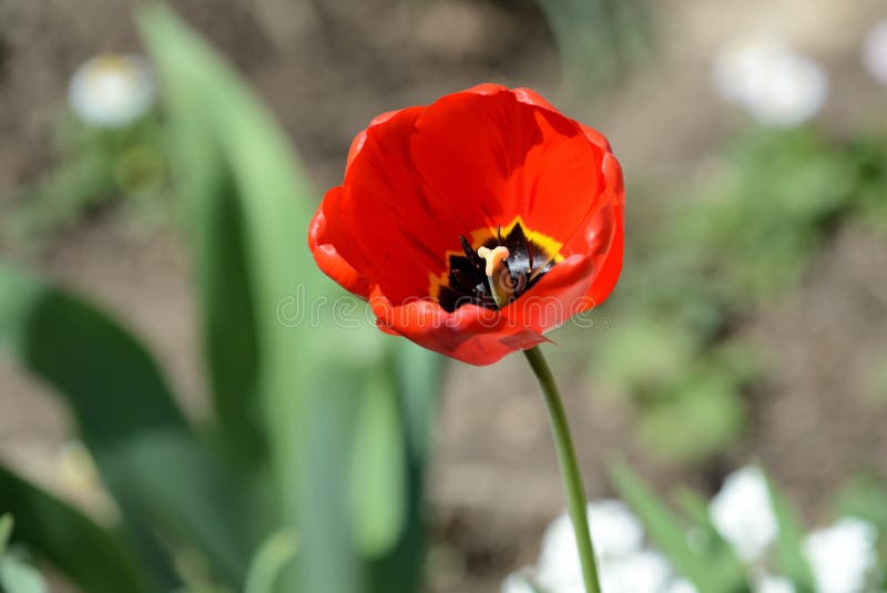 Red Tulip in the Spring Garden on a Bright Day Stock Image - Image of ...