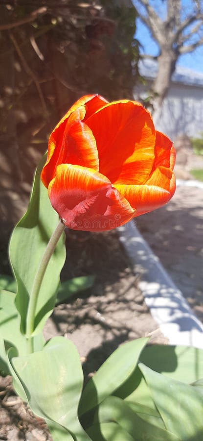 Red tulip spring light stock photo. Image of grow, flawors - 180704872