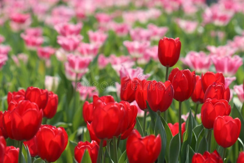 Red Tulip standing out stock photo. Image of passion - 18705396