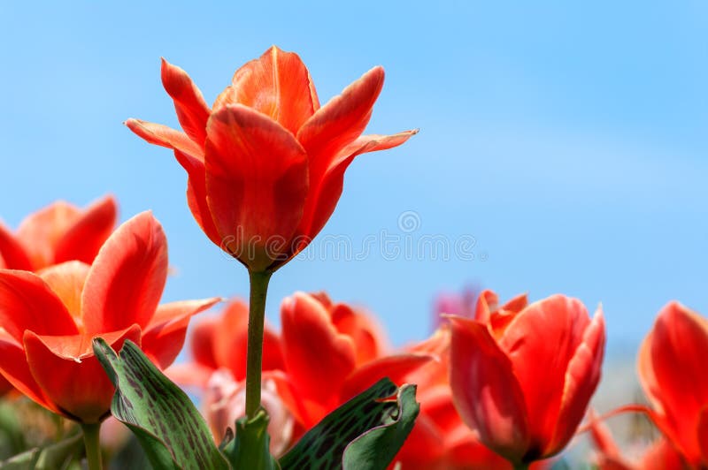 Red Tulip Stands Out Amidst White Tulips in a Field Stock Photo - Image ...