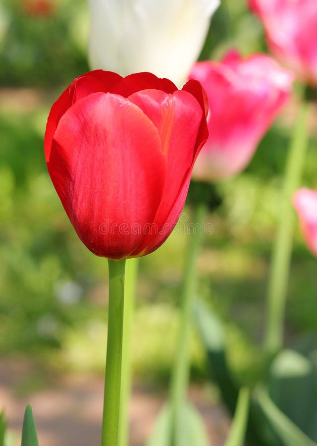 Red Tulip Symbol of the Netherlands Blooming during the Springtime ...