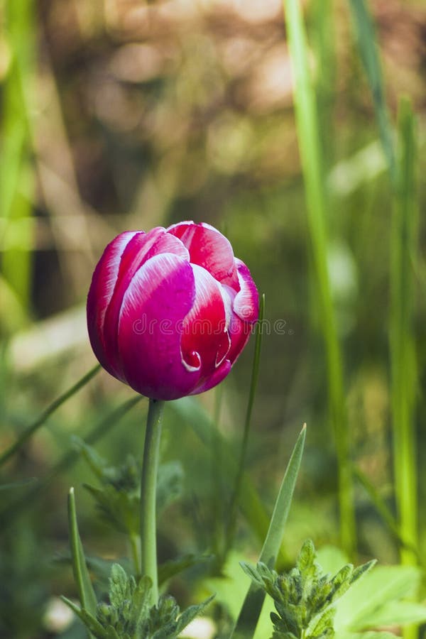 A Red Tulip in a Thicket of Bushes. Stock Image - Image of bright ...