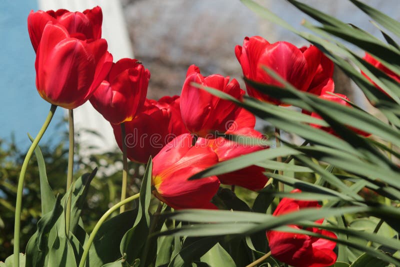 Red Tulip stock photo. Image of colorful, outdoor, nature - 47211608