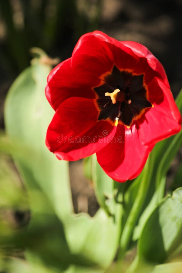 Red Tulip stock photo. Image of spring, green, fresh - 47211774