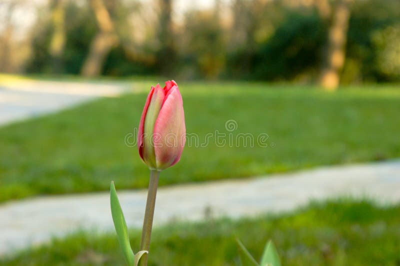 Red Tulip about To Open in the Garden Stock Photo - Image of open ...