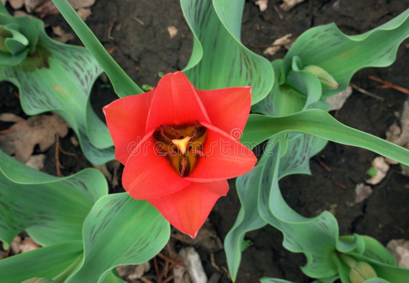 Red tulip top view stock photo. Image of isolated, nature - 84588060