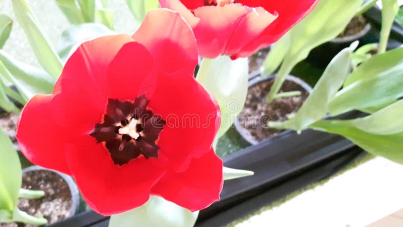 Red tulip on top view stock image. Image of view, garden - 116609331