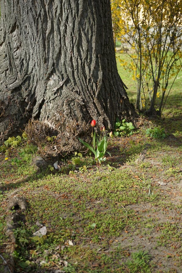 Red Tulip by the Tree in the Park in April. Berlin, Germany Stock Image ...