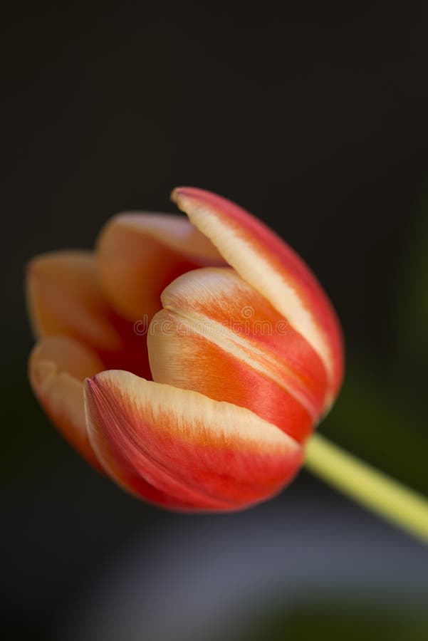 Rood Zwart Stock Photos - Free & Royalty-Free Stock Photos from Dreamstime