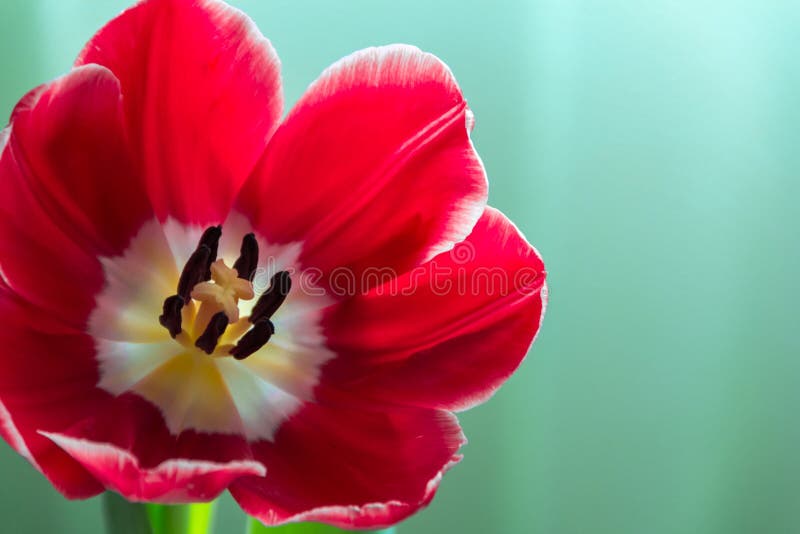 Red Tulip on a Turquoise Background Close-up Stock Image - Image of ...