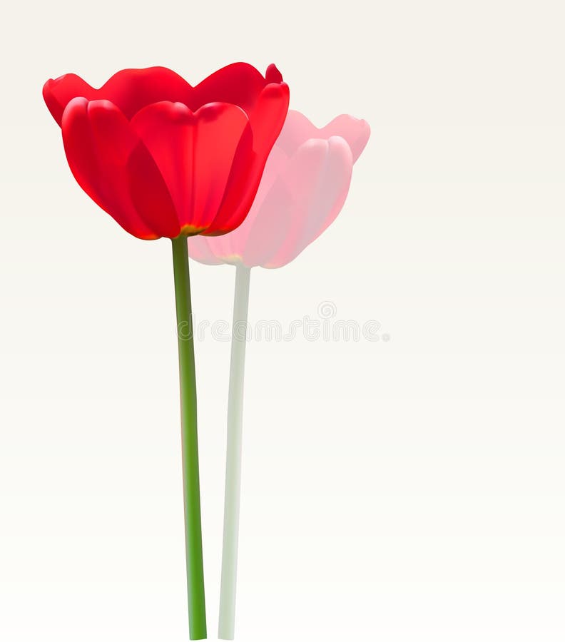 Red Tulip vector flower stock vector. Illustration of flora - 22484891