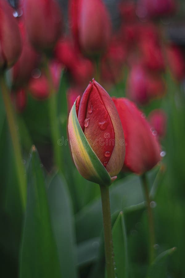 Red tulip wallpaper stock image. Image of yellow, fresh - 216614929