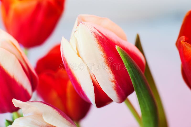 Red Tulip with White Edging Surrounded by Other Colors, Soft Focus ...
