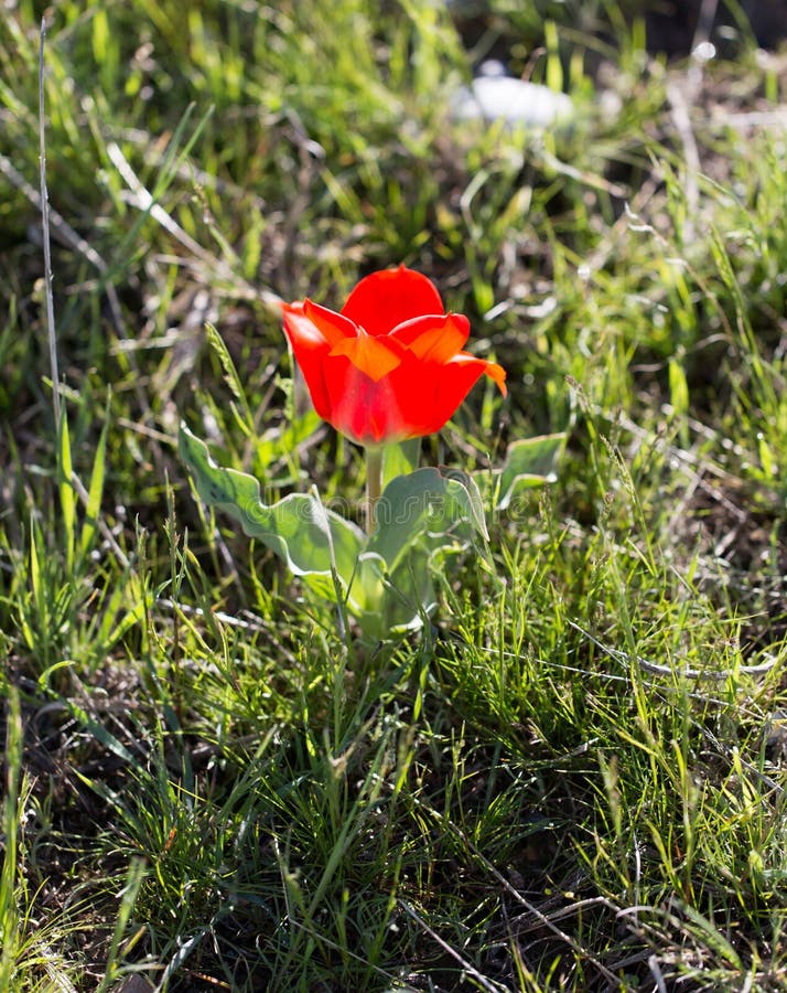 Red Tulip on the Wild Nature . Stock Image - Image of bright, blossom ...