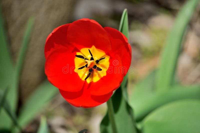 Red tulip stock image. Image of floral, petal, leaf, flower - 31114855