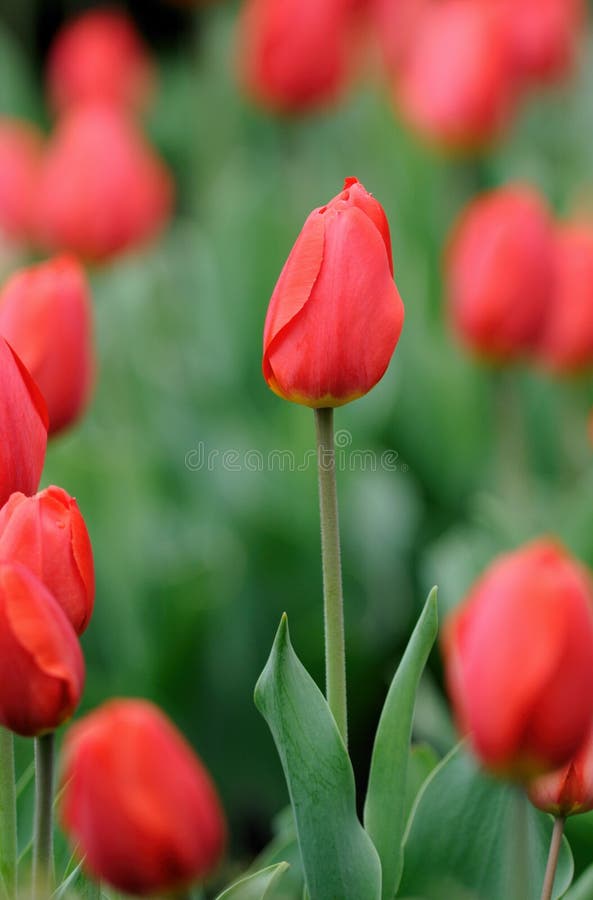 Red tulips stock photo. Image of stalk, outdoors, closeup - 12117364