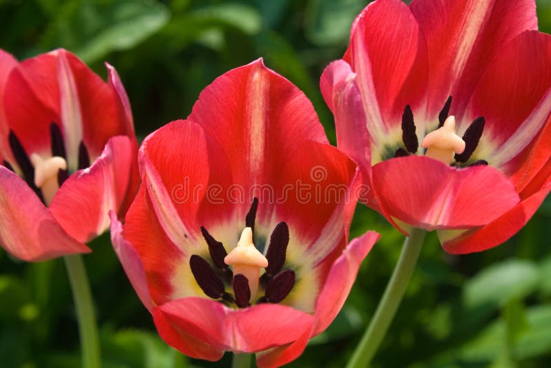 Red tulips stock image. Image of clean, beautiful, aroma - 14159717