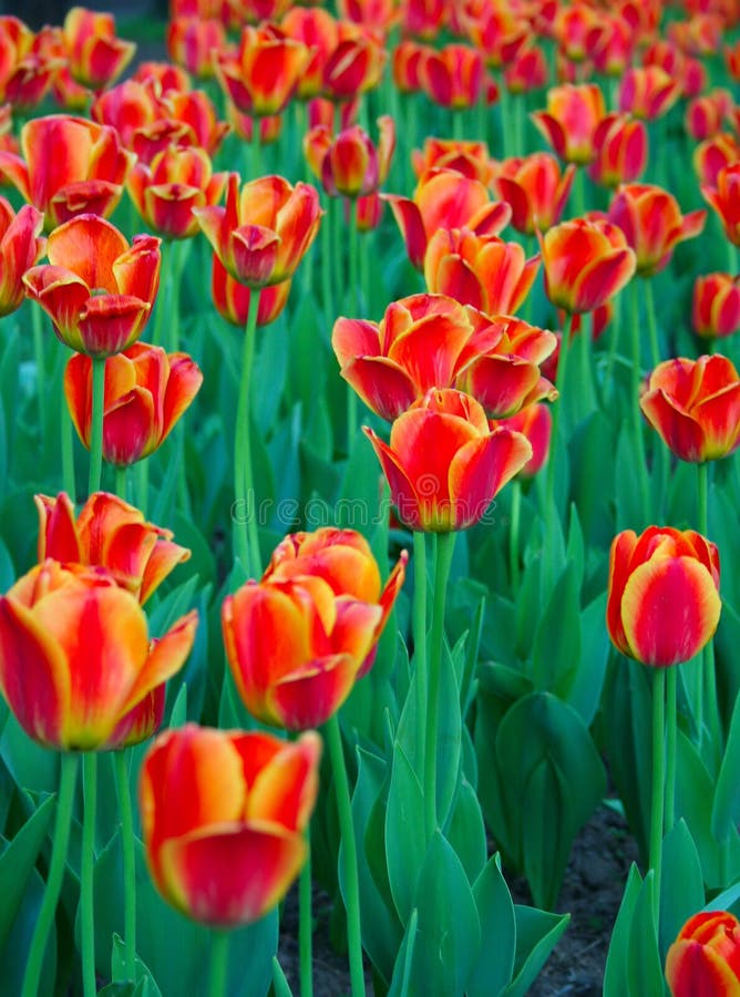 Red tulips stock image. Image of macro, floral, season - 14328981