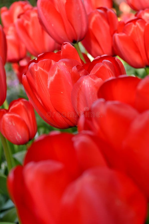 Red Tulips stock photo. Image of growth, gift, field - 17314838