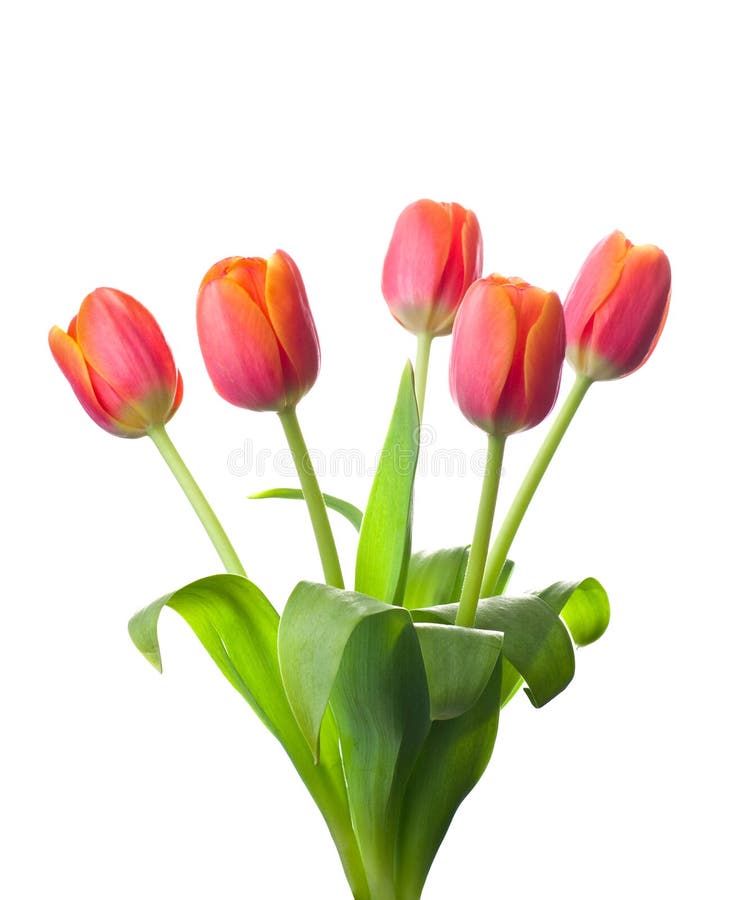 5 Red Tulips stock image. Image of fresh, bloom, bright - 525641