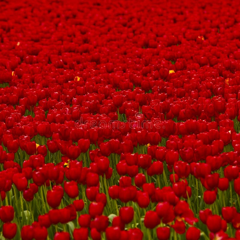 Red tulips stock image. Image of leaf, flowers, bright - 21207493