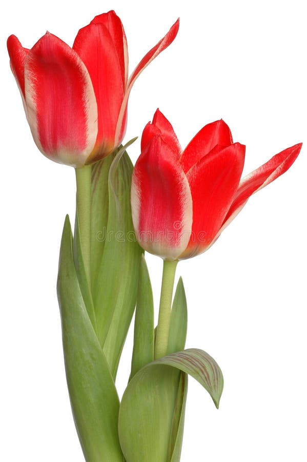 Red Tulips stock photo. Image of leaves, march, tulips - 216332