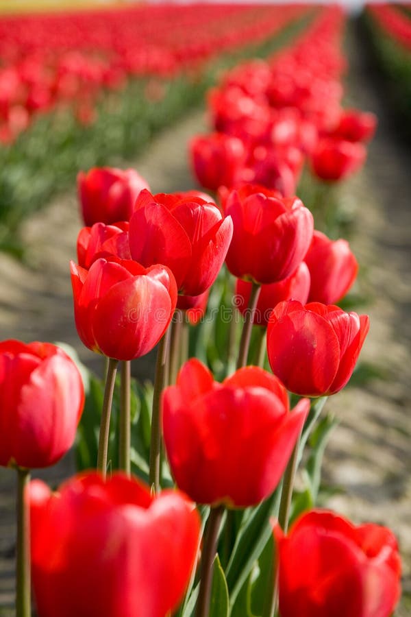 Red tulips stock photo. Image of tulips, farm, field, backgrounds - 2267666