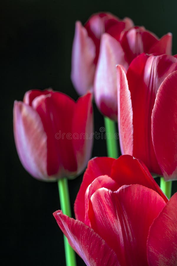 Red tulips stock photo. Image of magenta, close, beauty - 23929158