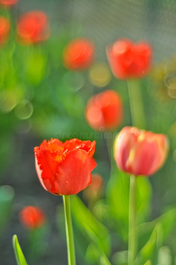 Red tulips stock photo. Image of postcard, bloom, field - 24585986