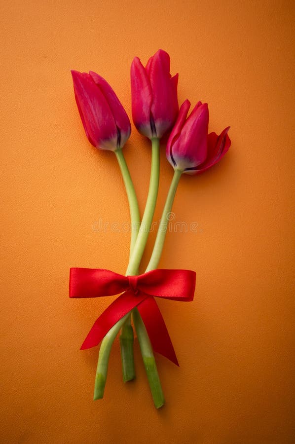 Red tulips stock image. Image of floral, light, beautiful - 26152179