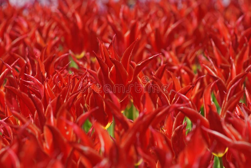 Red spring stock photo. Image of flower, yellow, turkey - 27764106