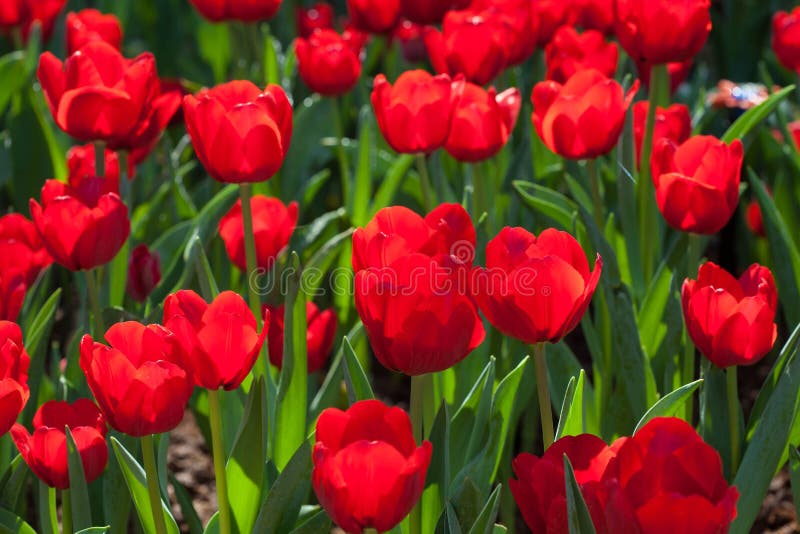 Red Tulips stock photo. Image of season, close, natural - 28755626