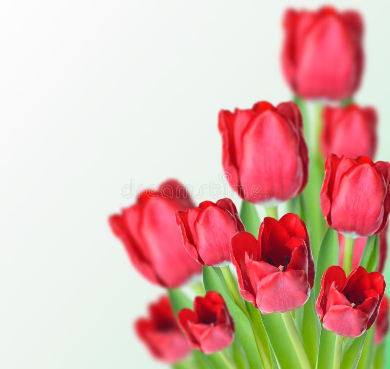 Tulip bulbs stock photo. Image of bulbs, tulips, basket - 16058346
