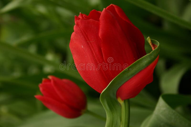 Red Tulips stock photo. Image of dutch, color, curled, macro - 401958