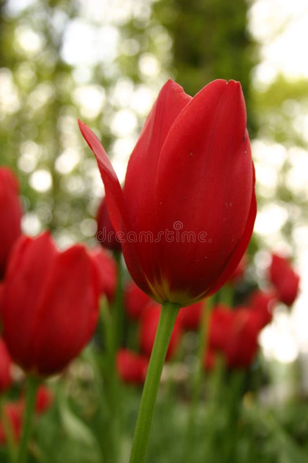 Turkish tulip stock image. Image of yellow, flowers, type - 24652805