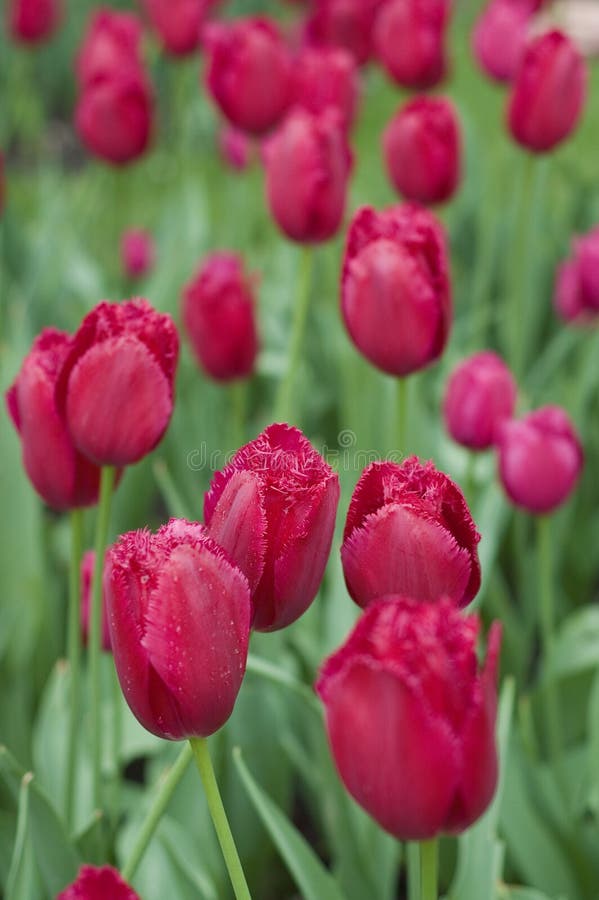 Red tulips stock photo. Image of panama, elegance, green - 5019624